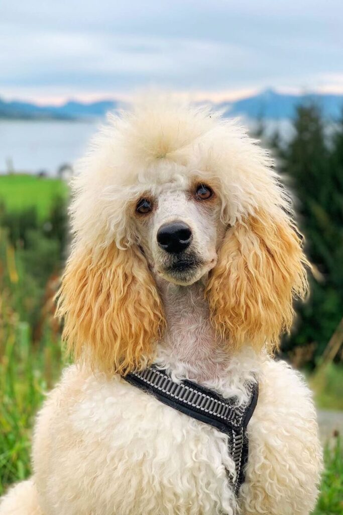 22 Gorgeous Standard Poodle Haircut Styles