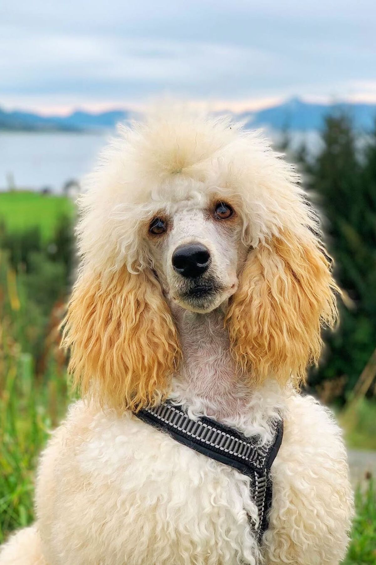 22 Gorgeous Standard Poodle Haircut Styles