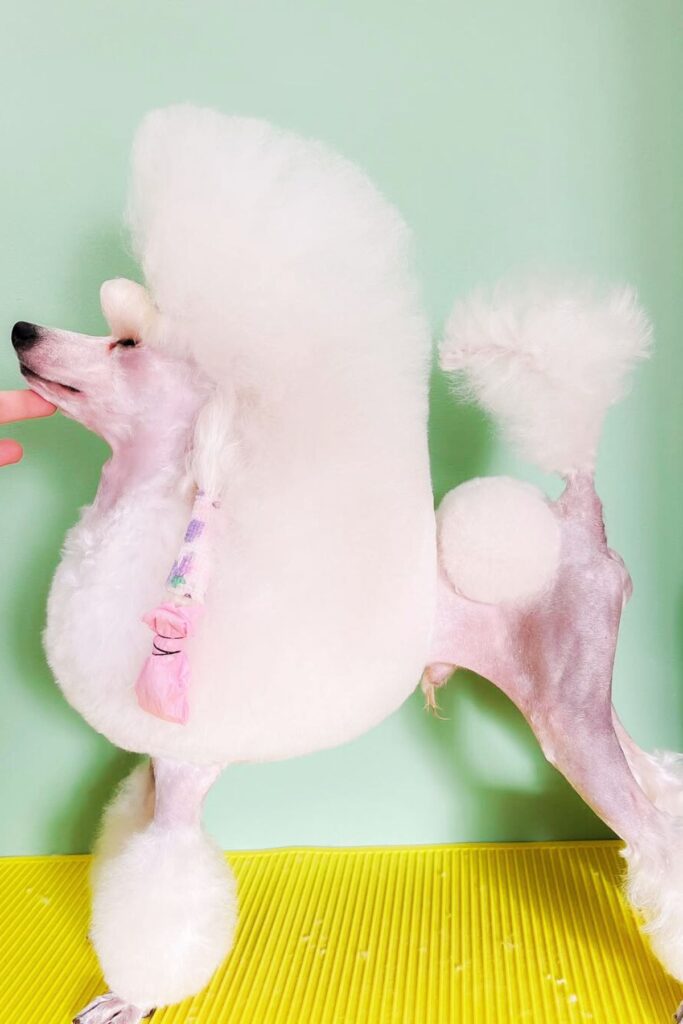 22 Adorable Toy Poodle Haircut Styles That Will Make You Swoon