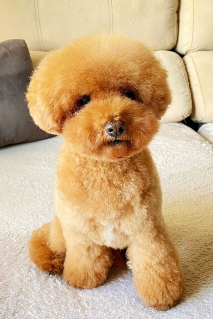 22 Adorable Toy Poodle Haircut Styles That Will Make You Swoon