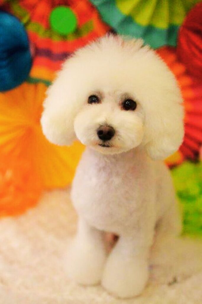 22 Adorable Toy Poodle Haircut Styles That Will Make You Swoon