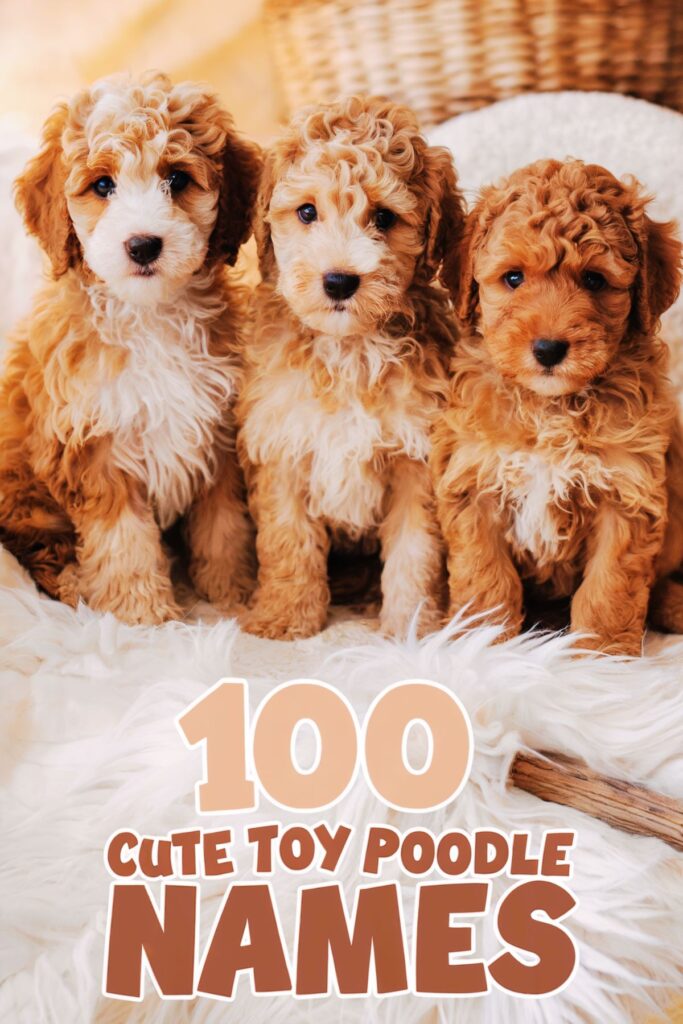 100 Toy Poodle Names Adorably Unique Ideas For Your Tiny Fluffball 100 Toy Poodle Names Adorably Unique Ideas For Your Tiny Fluffball