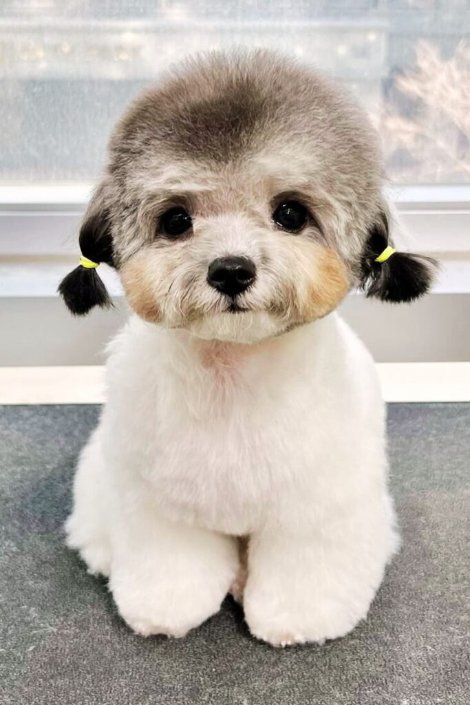 22 Adorable Toy Poodle Haircut Styles That Will Make You Swoon