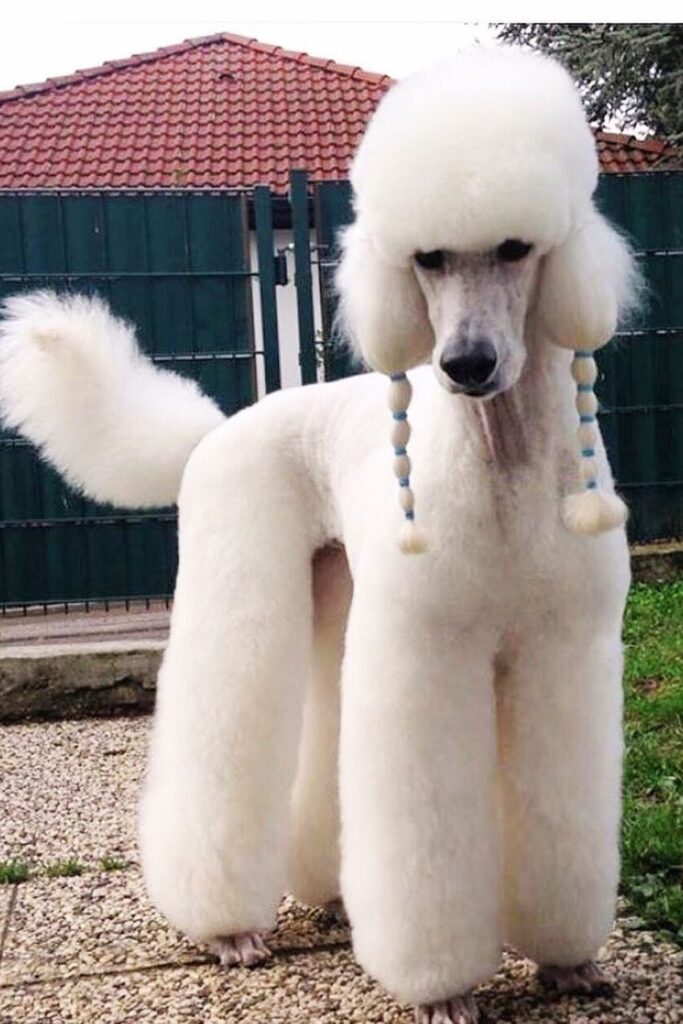 22 Gorgeous Standard Poodle Haircut Styles