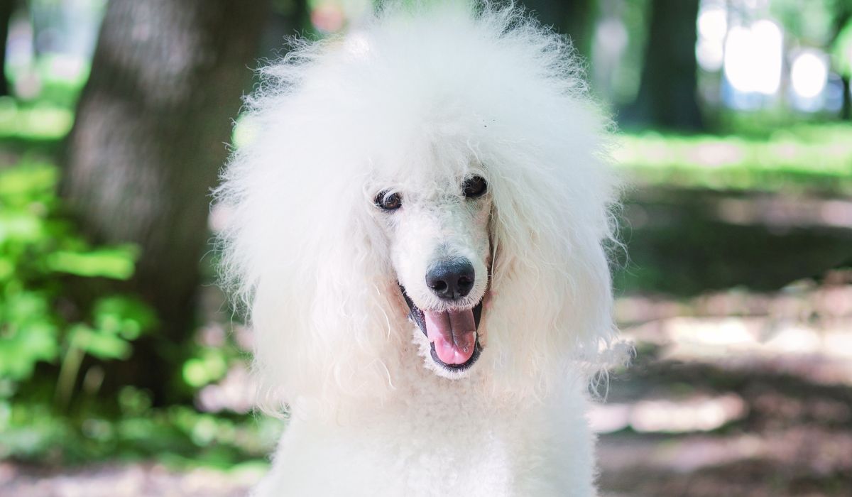 100 Standard Poodle Names for Unique Dogs