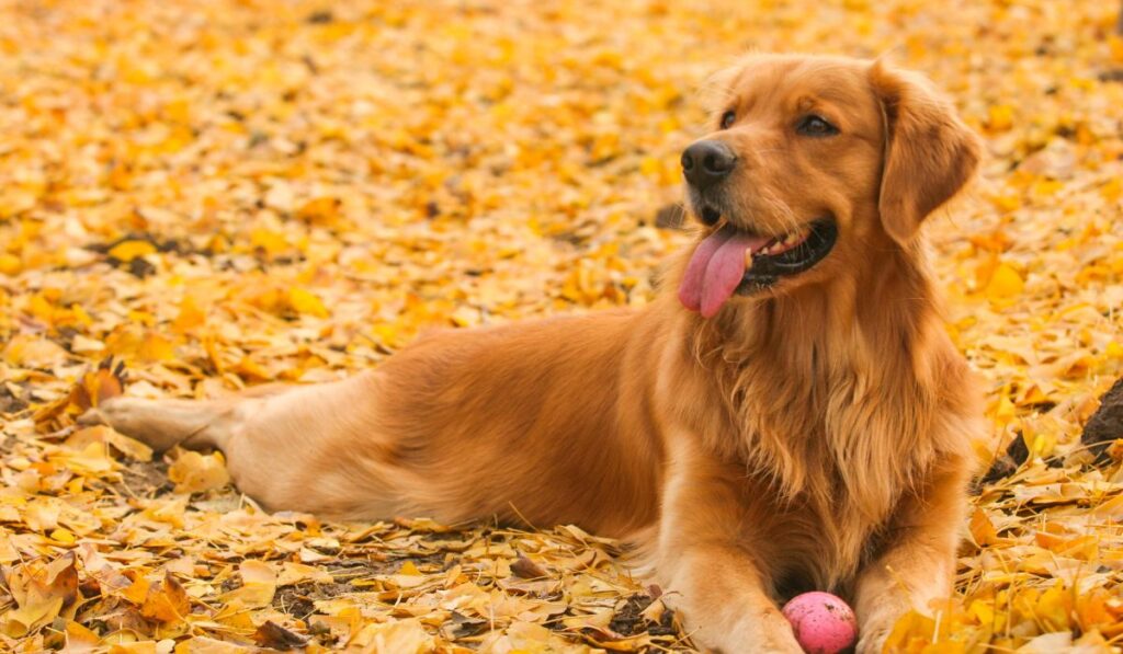 100 Unique Boy Golden Retriever Names