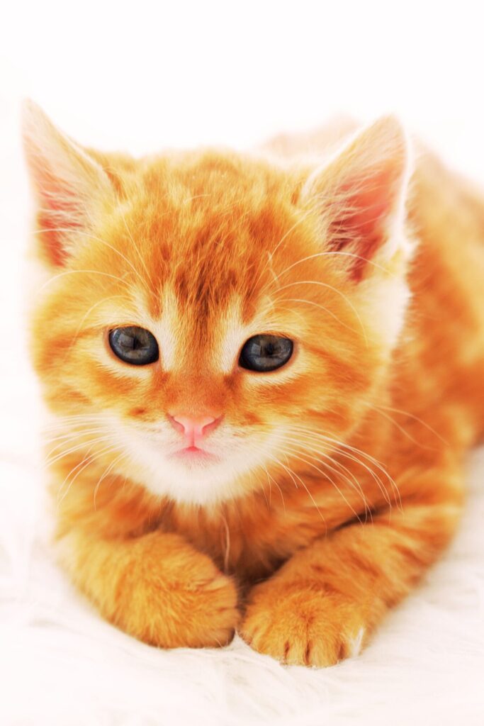 Girl Cat Names: 110+ Perfect Names for Your Fluffy Queen