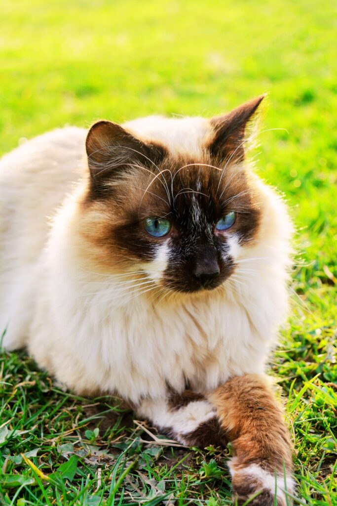 Girl Cat Names: 110+ Perfect Names for Your Fluffy Queen