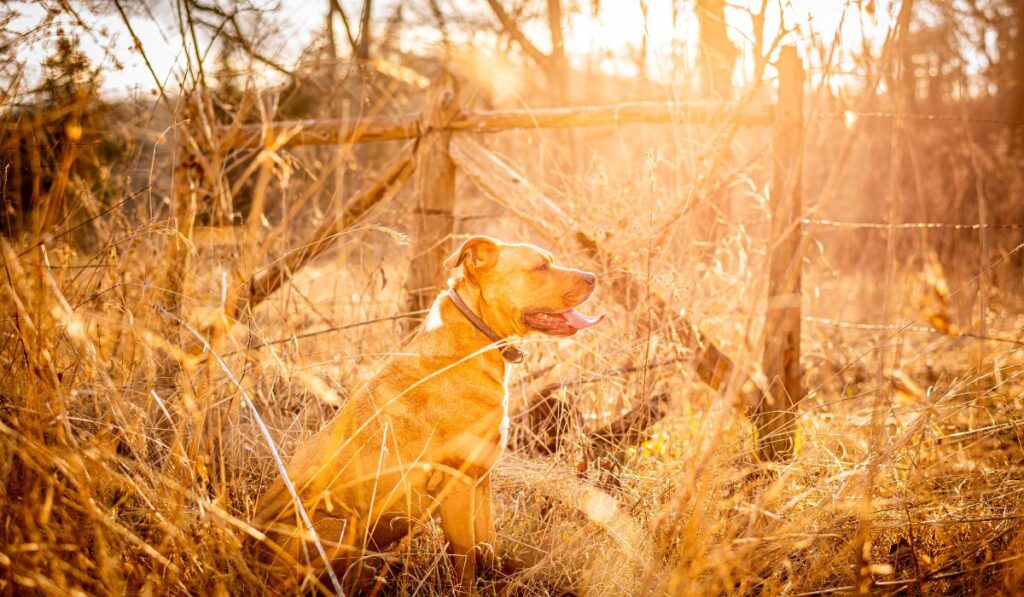 200 Western Girl Dog Names: Perfect for Your Country Puppy