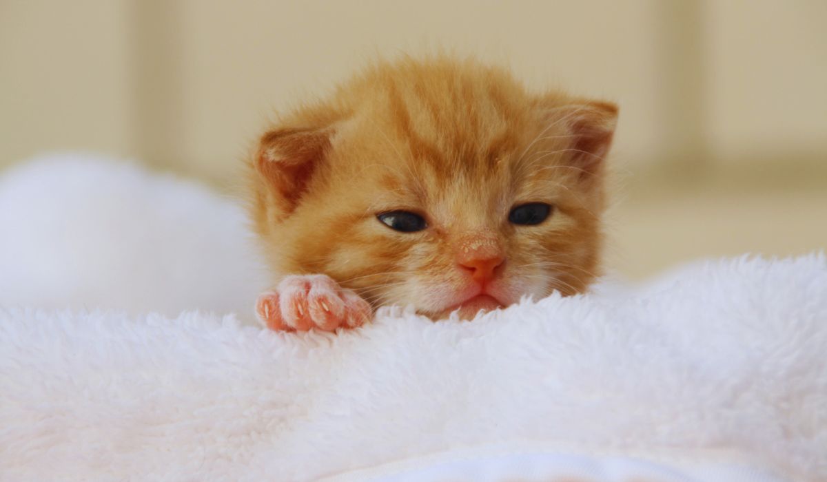150+ Irresistibly Cute Boy Cat Names You’ve Never Heard Before