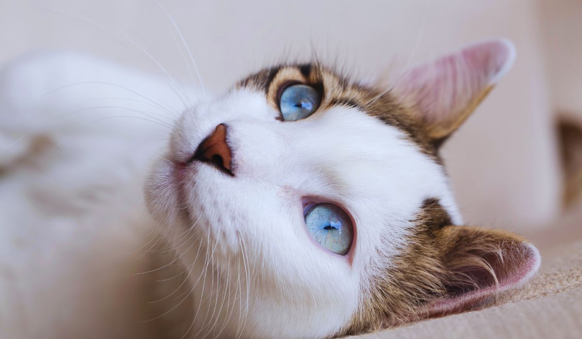 100 Disney Girl Cat Names for the Most Magical Felines