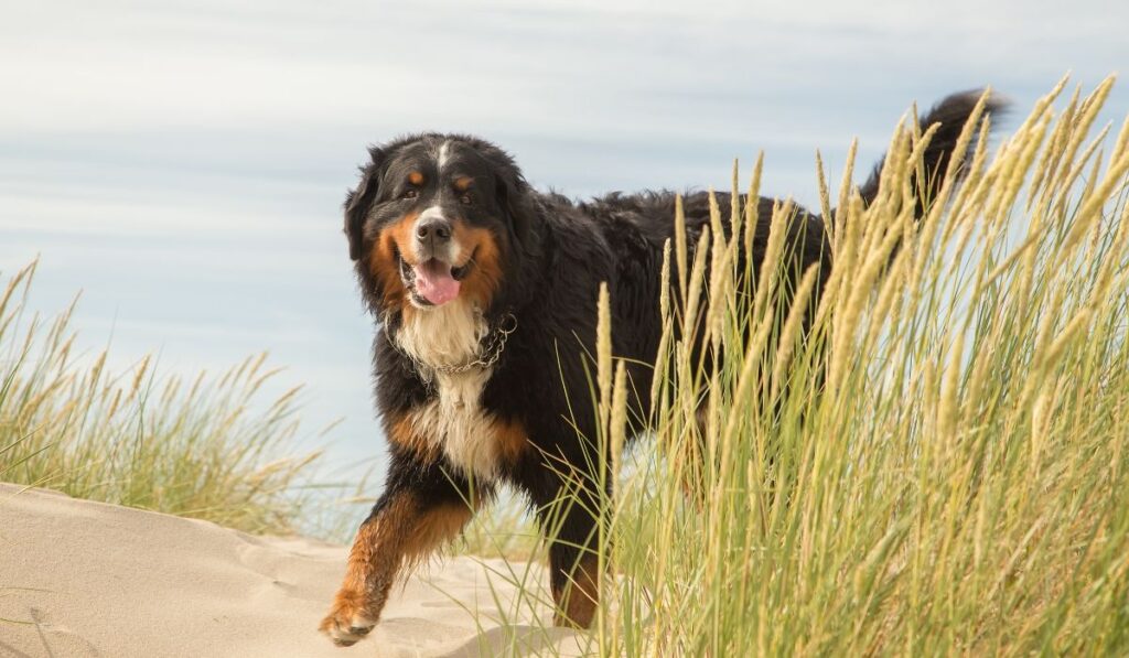 100 Adorable Bernese Mountain Girl Dog Names