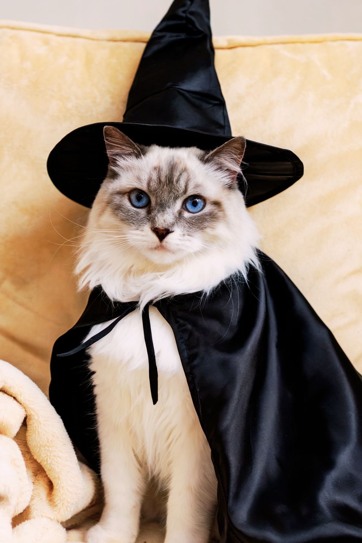 Best Cat Halloween Costumes for a Spooky-Cute Look