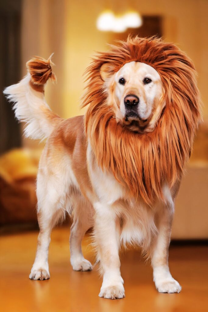 Golden Retriever Costumes For Halloween