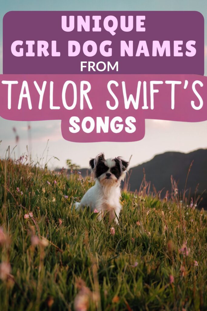 40+ Taylor Swift Girl Dog Names from Her Songs & Stories