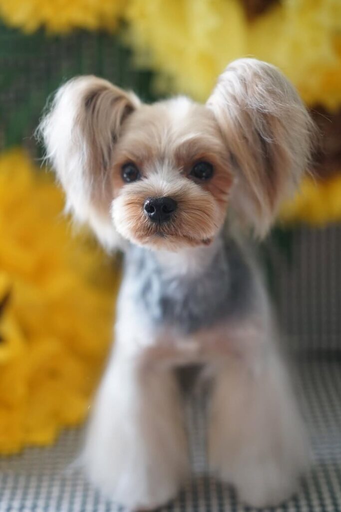 Adorable Yorkie Haircuts That'll Make You Want to Book a Grooming ...