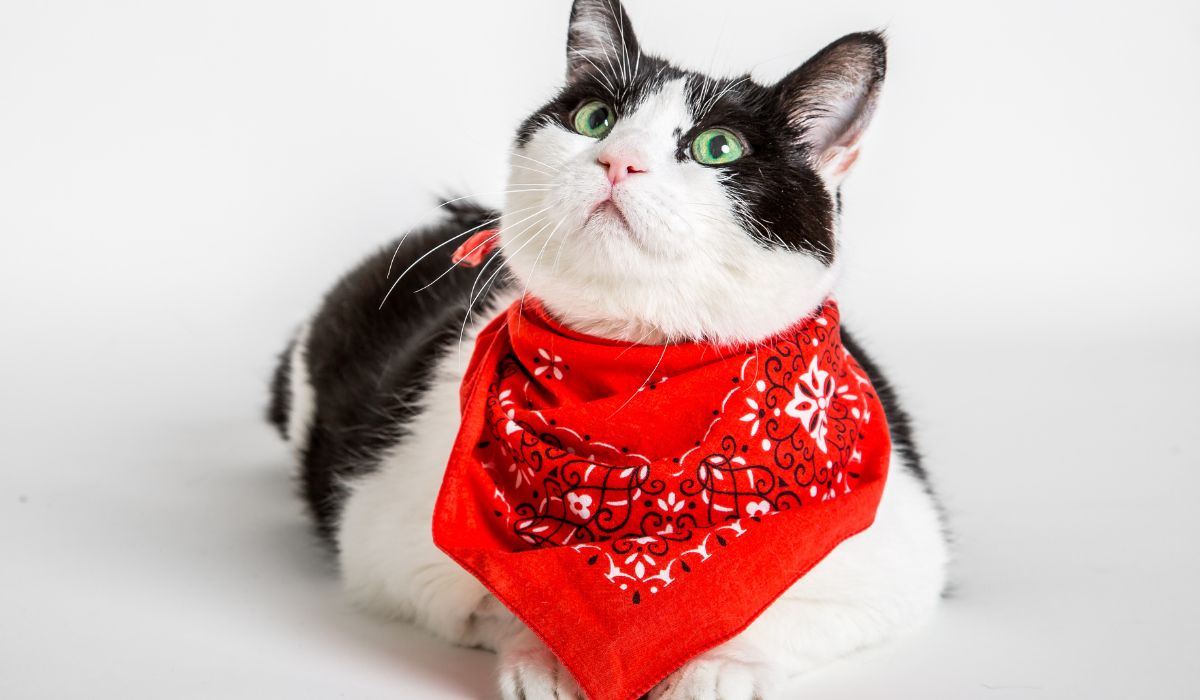230+ Western Boy Cat Names: The Ultimate Roundup