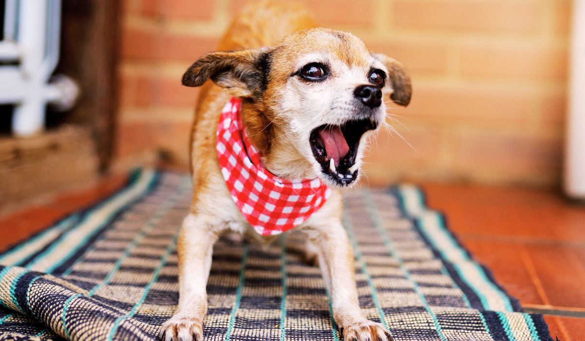 Stop Dog Barking Fast: Control Excessive Barking Step by Step